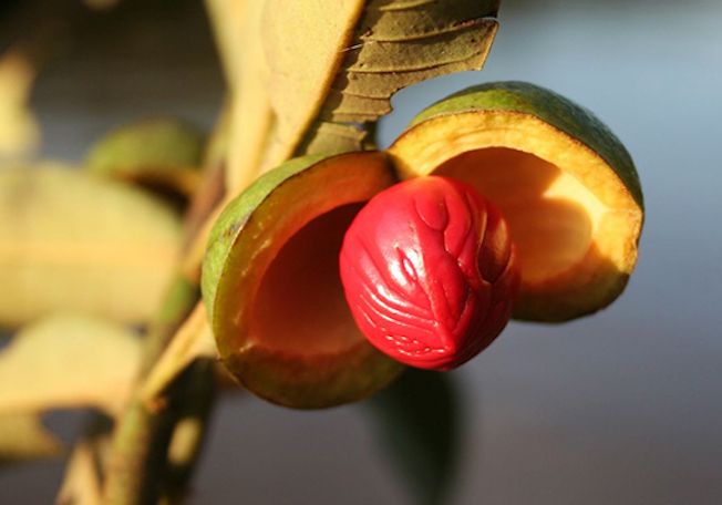 !0 frutos del Amazonas que triunfan en la cosmética natural